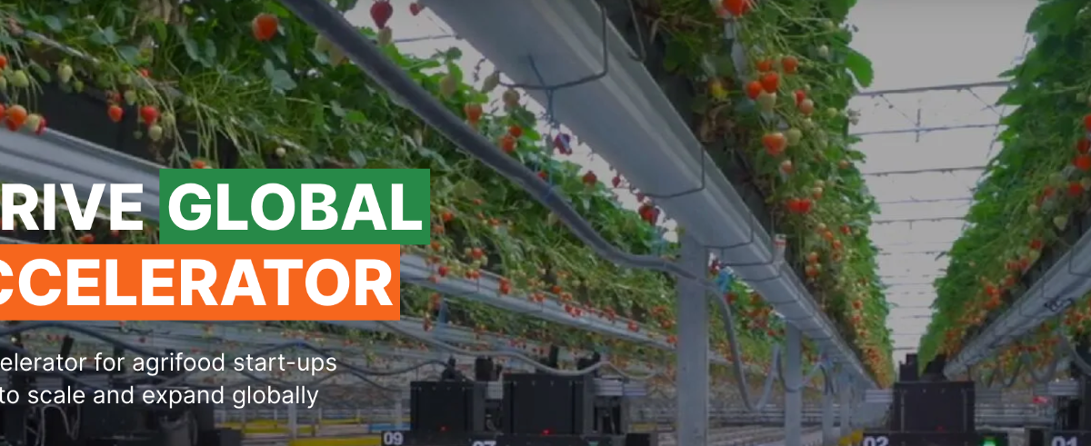THRIVE Global Accelerator Program 2023 – VC4A