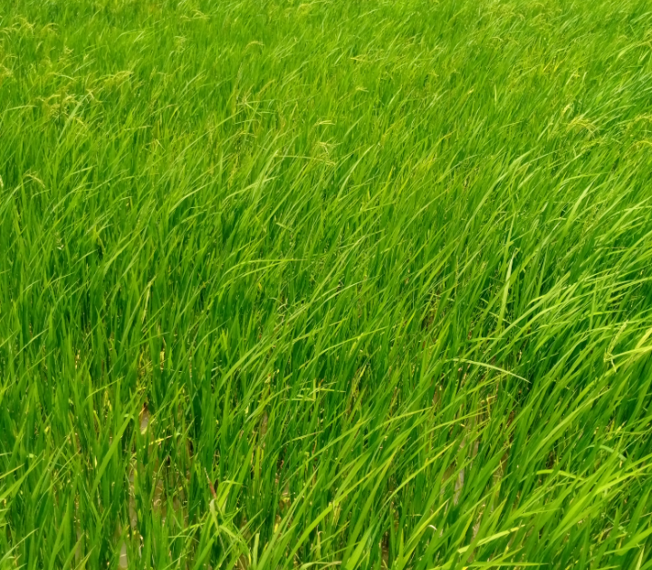 Agnes Azu agric farms – VC4A